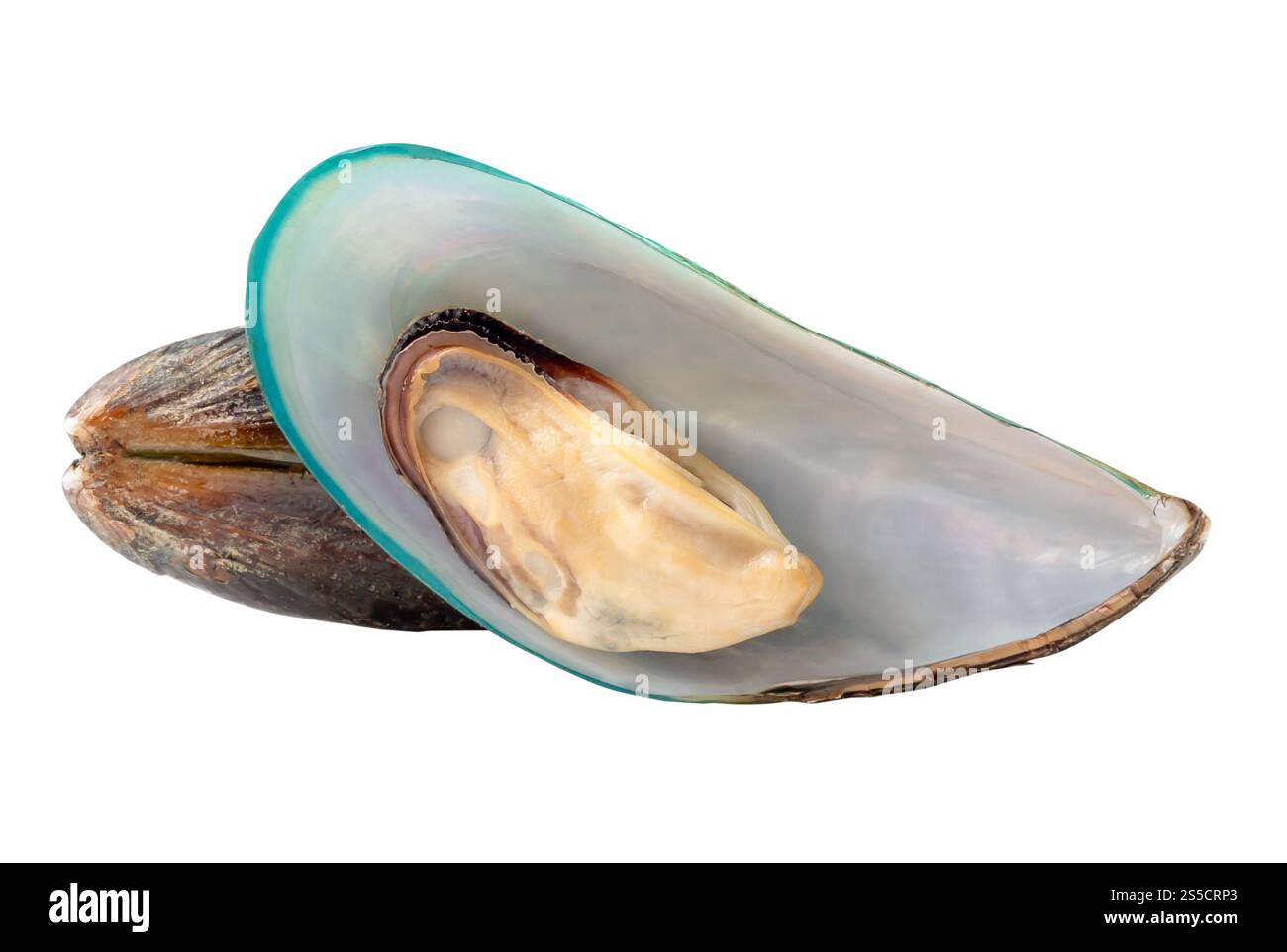 Top view of two cooked or steamed green mussels in stack is isolated on ...