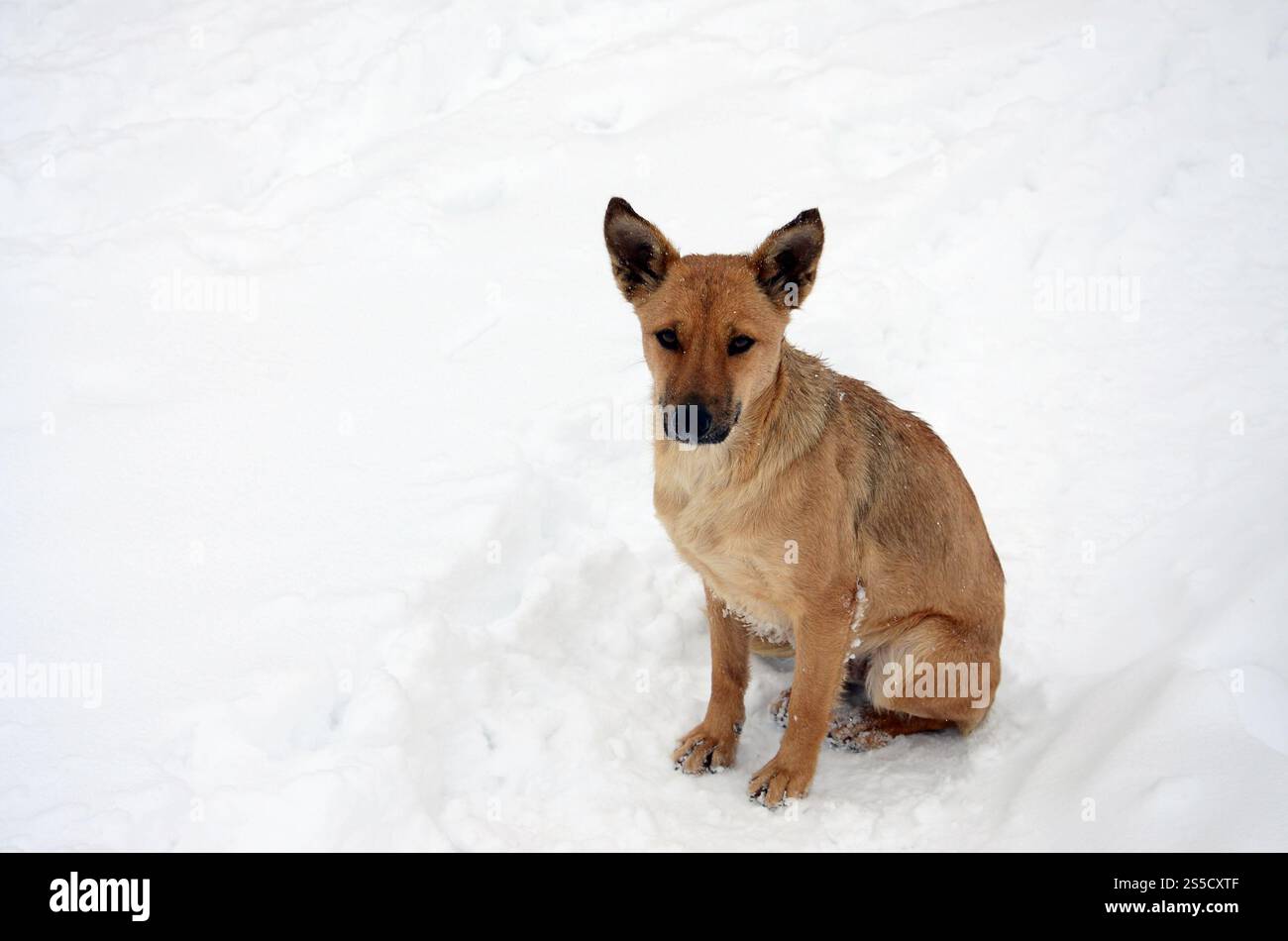 A stray homeless dog. Portrait of a sad orange dog on a snowy ...