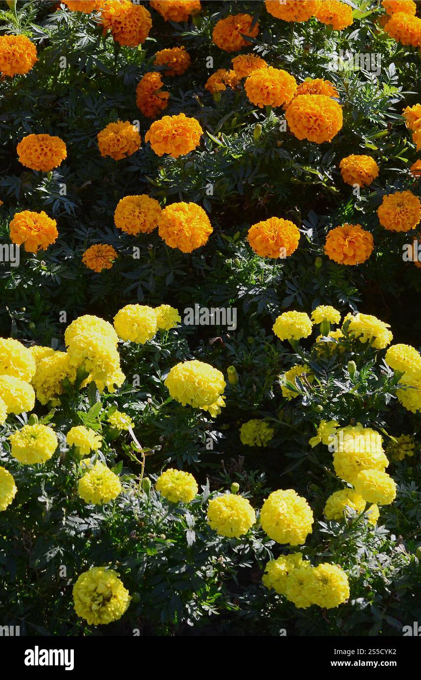 Blossoming Marigolds flowers in the garden. Many small orange and ...