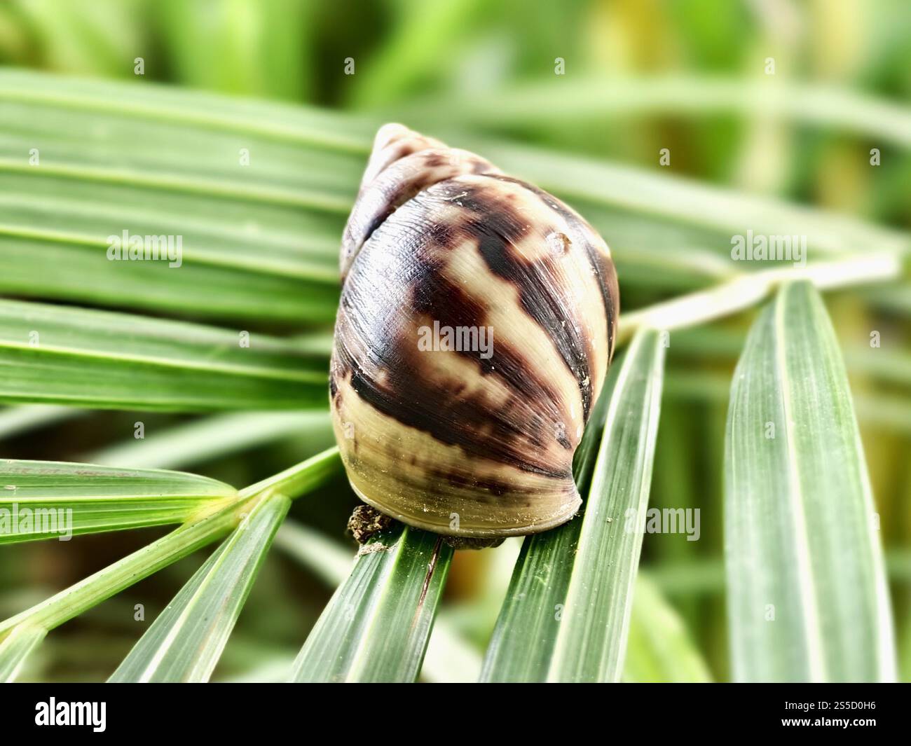 A giant African garden snail with its patterned shell on a leaf Stock ...