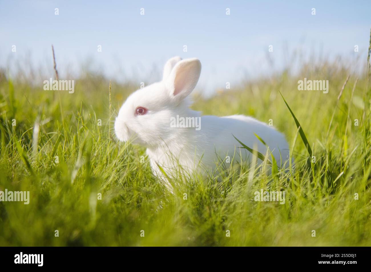 beautiful white rabbit on a spring meadow Stock Photo - Alamy