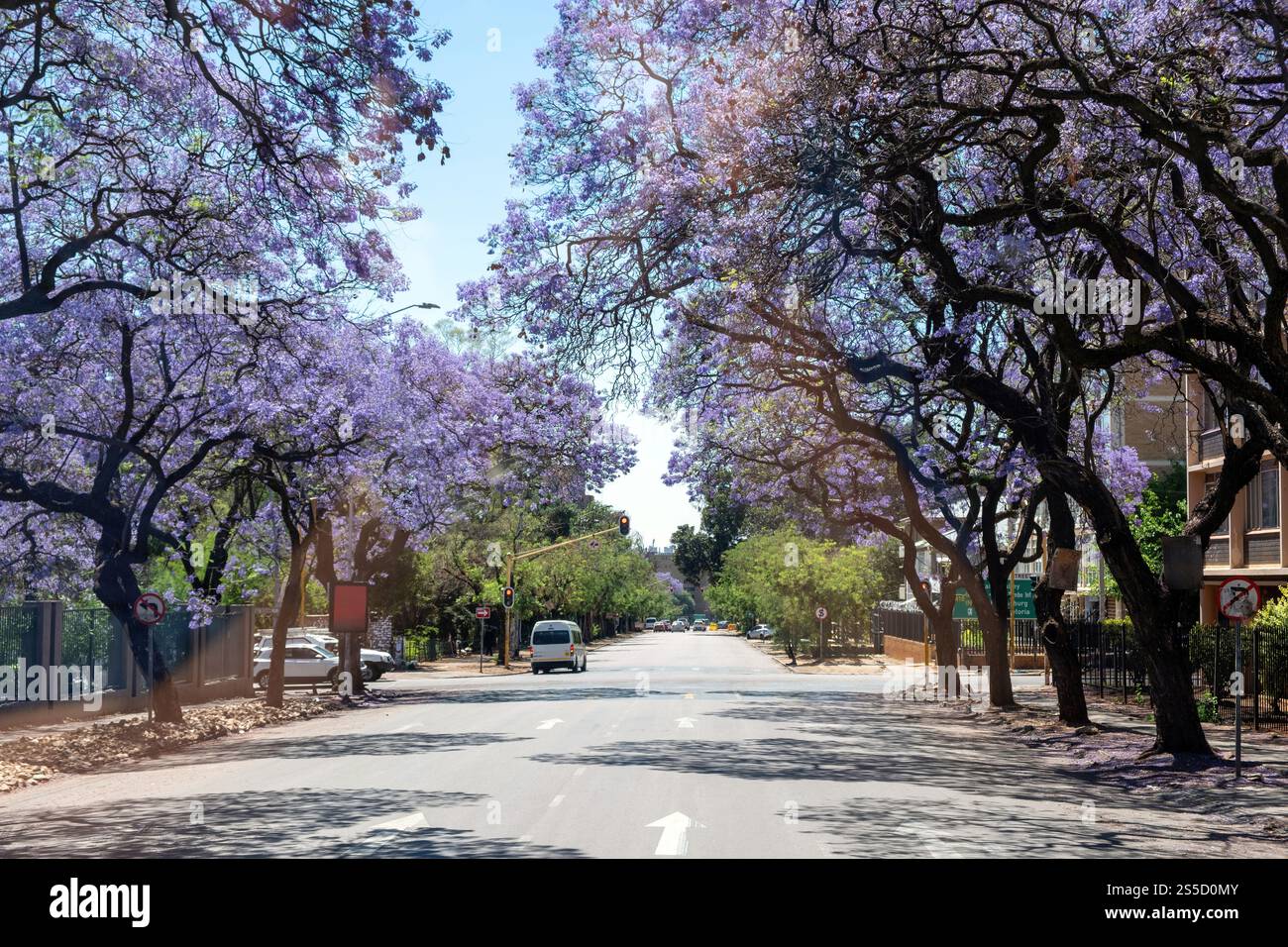 Jacaranda Trees blooming in a Pretoria street, Johannesburg, South ...