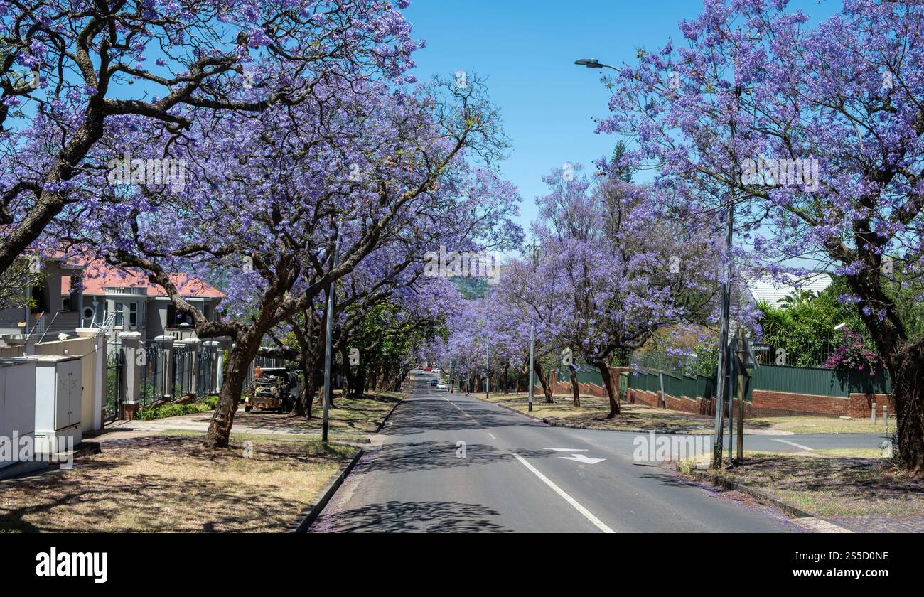 Jacaranda Trees blooming in a Pretoria street, Johannesburg, South ...