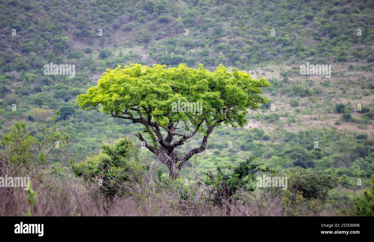 Acacia tree in African savannah. Vachellia tortilis in Hluhluwe park ...