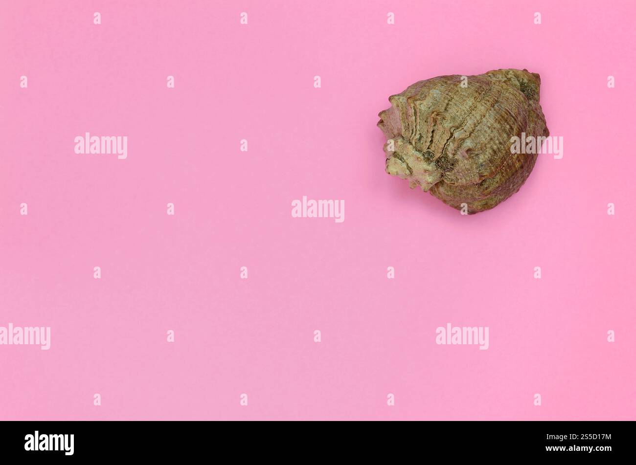 Sea shell lie on texture background of fashion pastel pink color paper ...