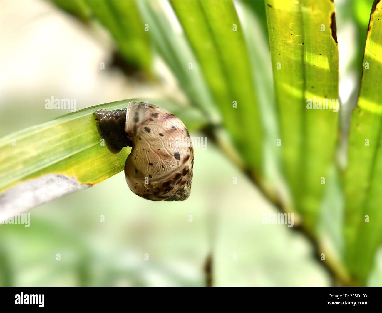 A garden snail with a unique shell pattern perches on the tip of a leaf ...
