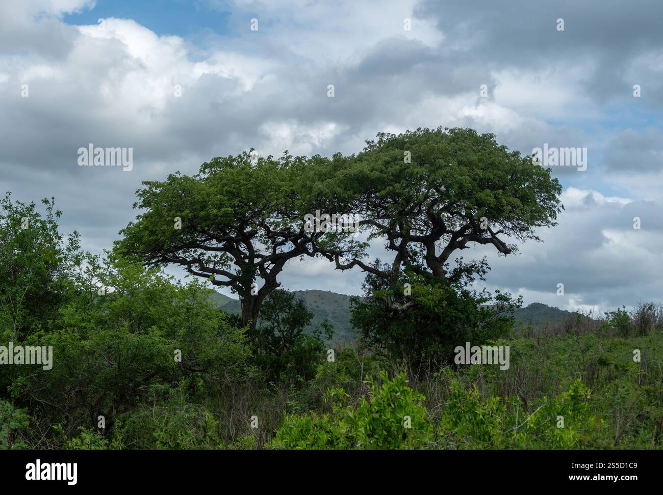 Acacia tree in African savannah, cloudy sky. Vachellia tortilis in ...