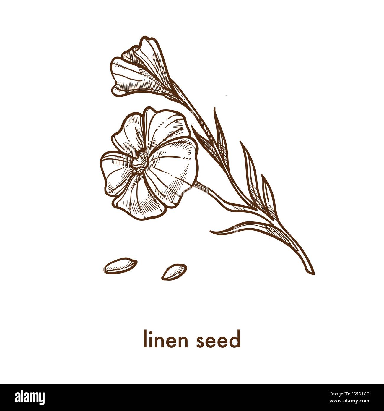 Linen seed and flower on thin stem monochrome sketch. Healthy grains ...