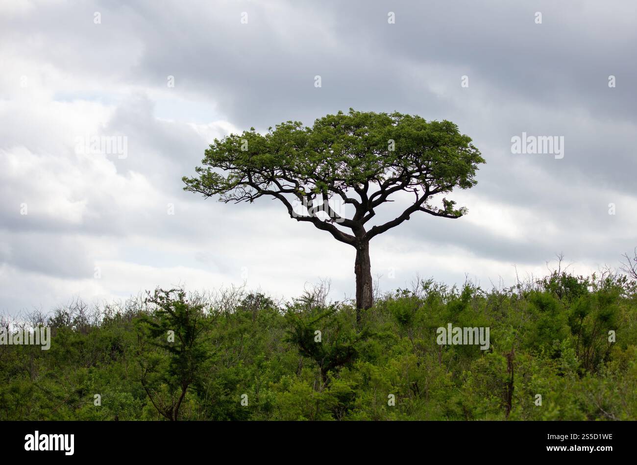 Acacia tree in African savannah, cloudy sky. Vachellia tortilis in ...