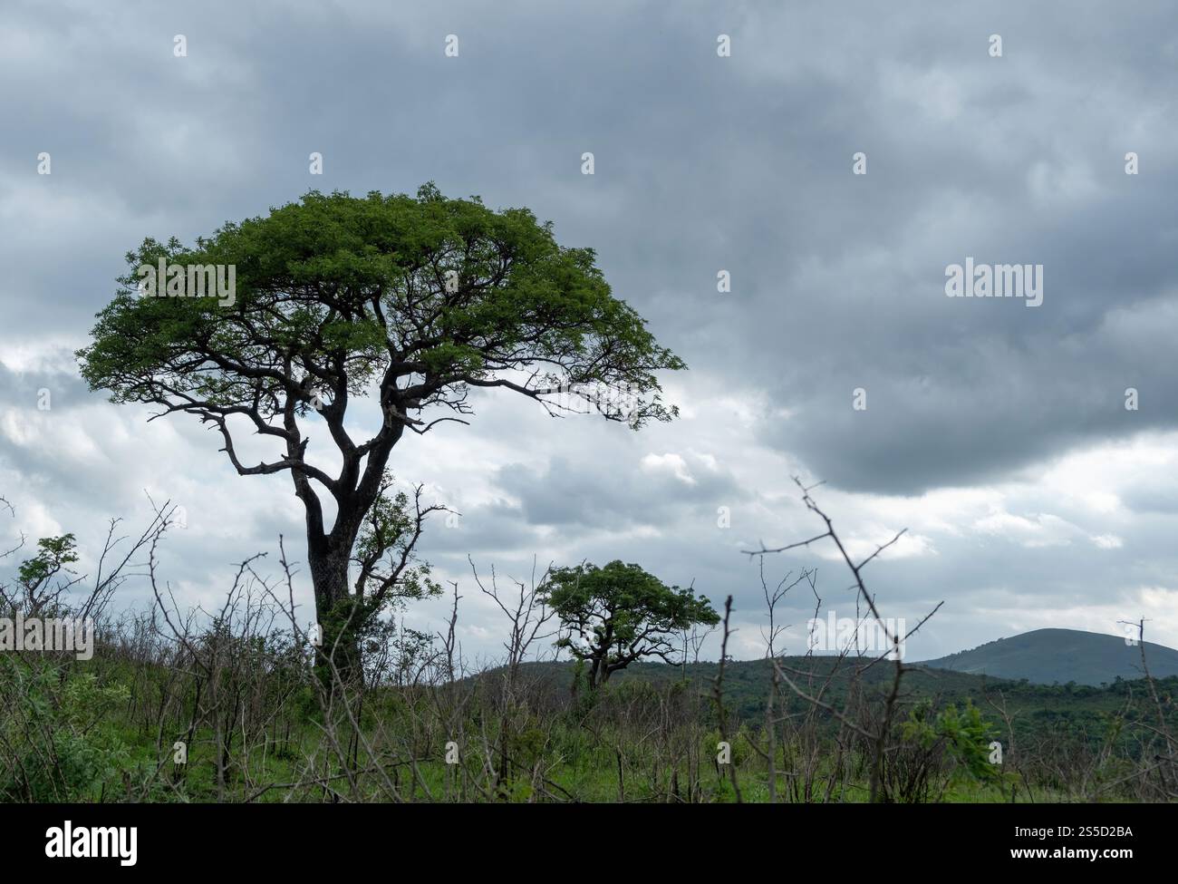 Acacia tree in African savannah, cloudy sky. Vachellia tortilis in ...