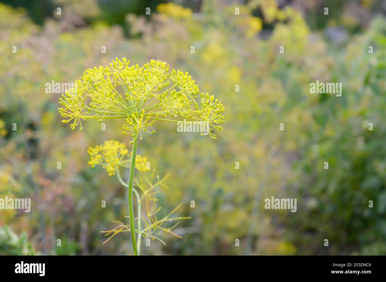 Yellow flowers of dill in garden fields close up. Anethum graveolens ...