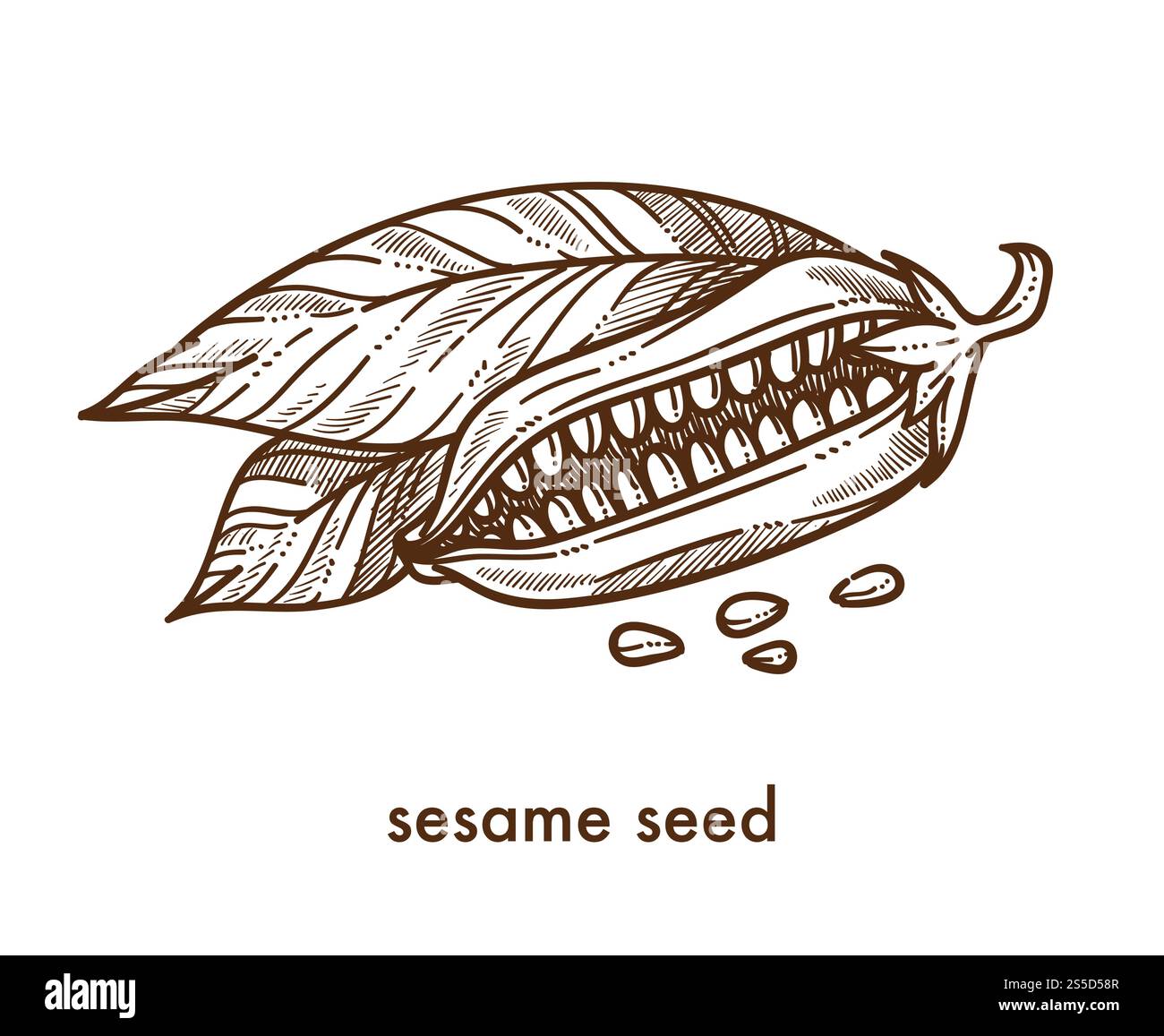 Sesame seeds from ripe plant with big leaves monochrome sketch ...