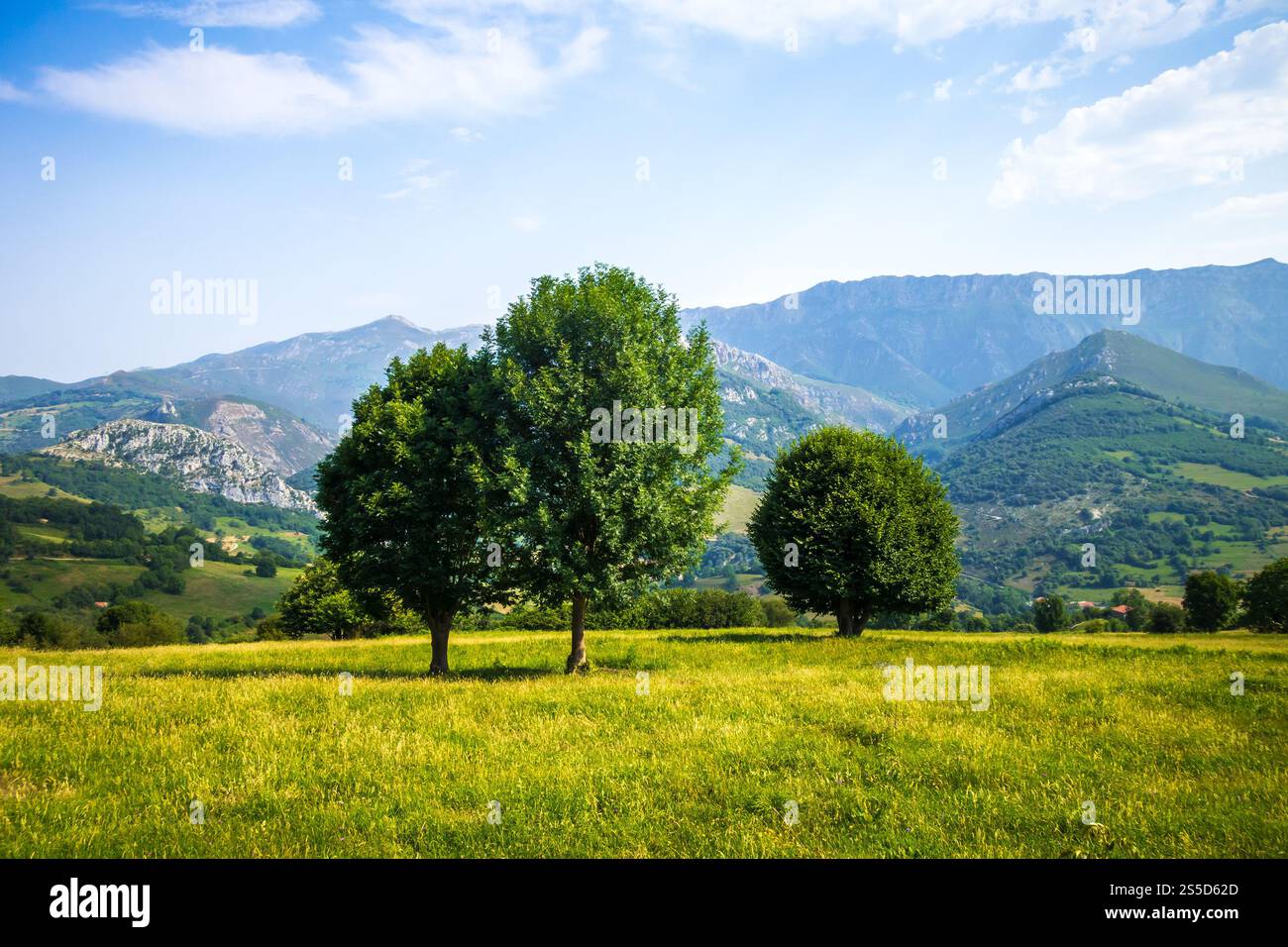 Tree in a field. Landscape around Bulnes village in Picos de Europa ...
