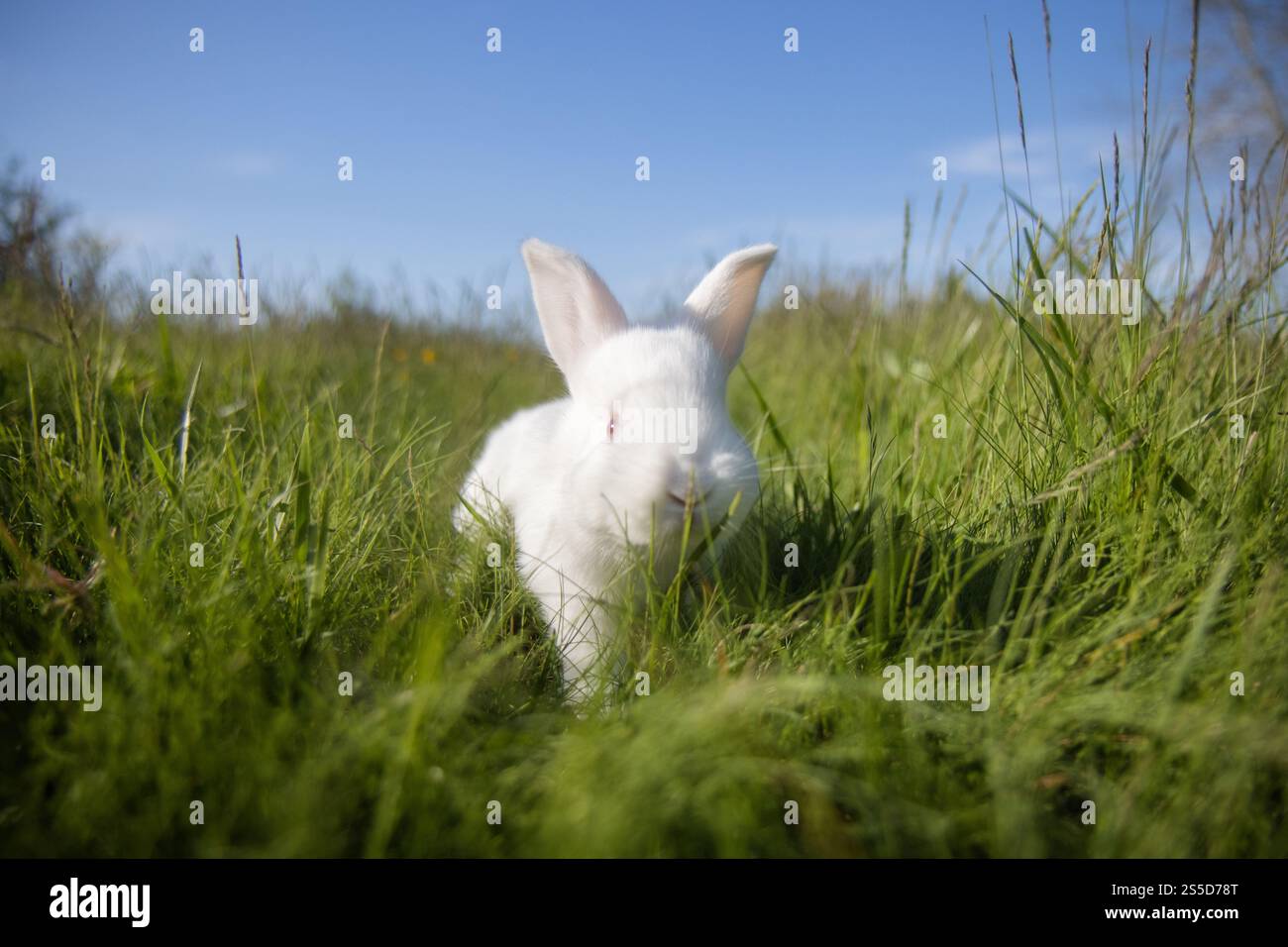 white rabbit jumping on the green grass Stock Photo - Alamy