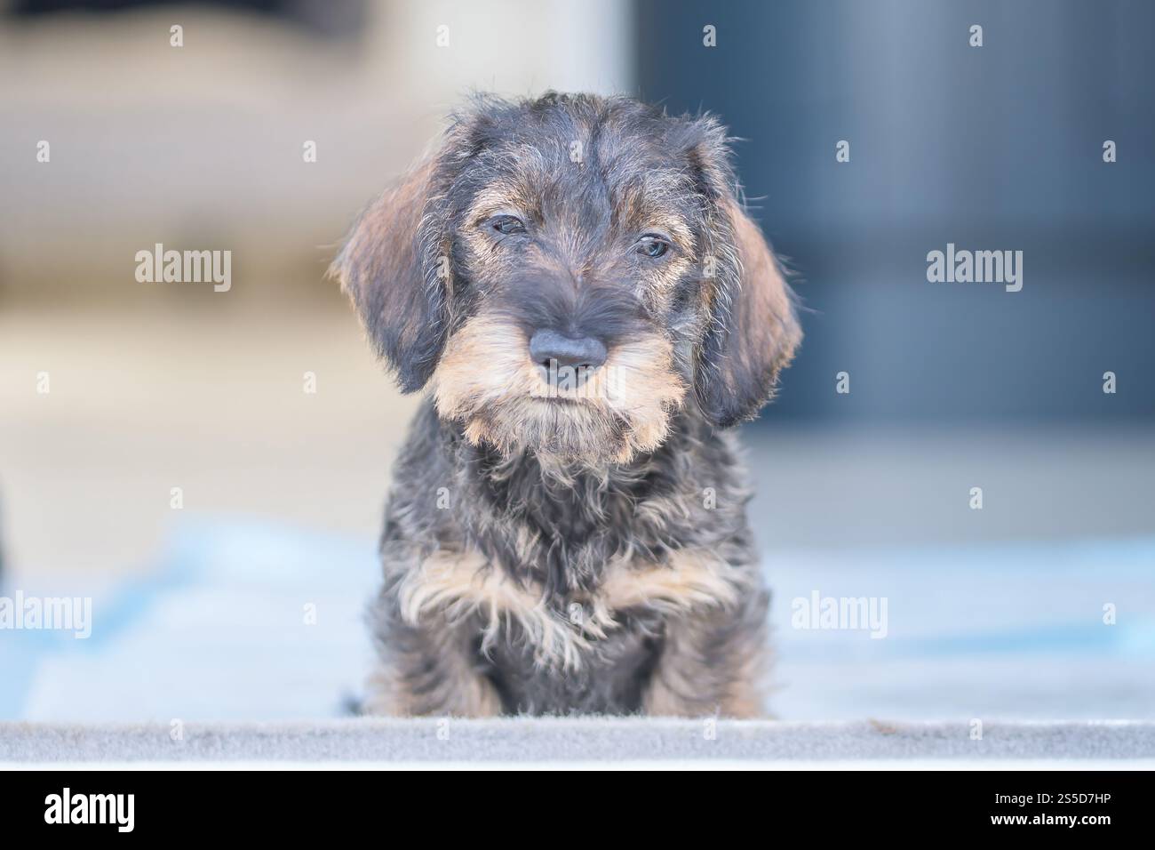 A cute Miniature Wire Haired Dachshund puppy, wild boar, sitting in the ...