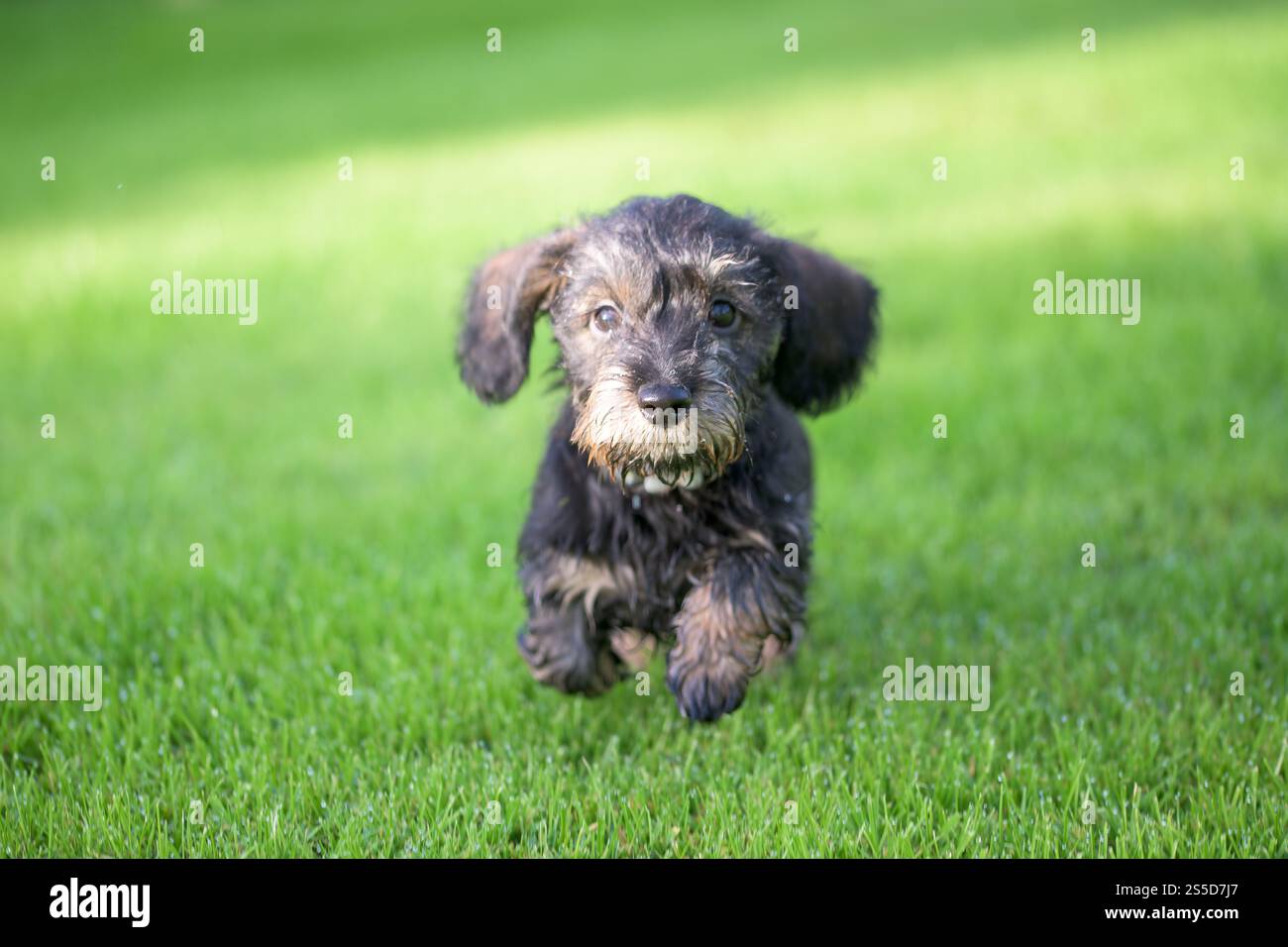 A cute Miniature Wire Haired Dachshund puppy, wild boar, running across ...