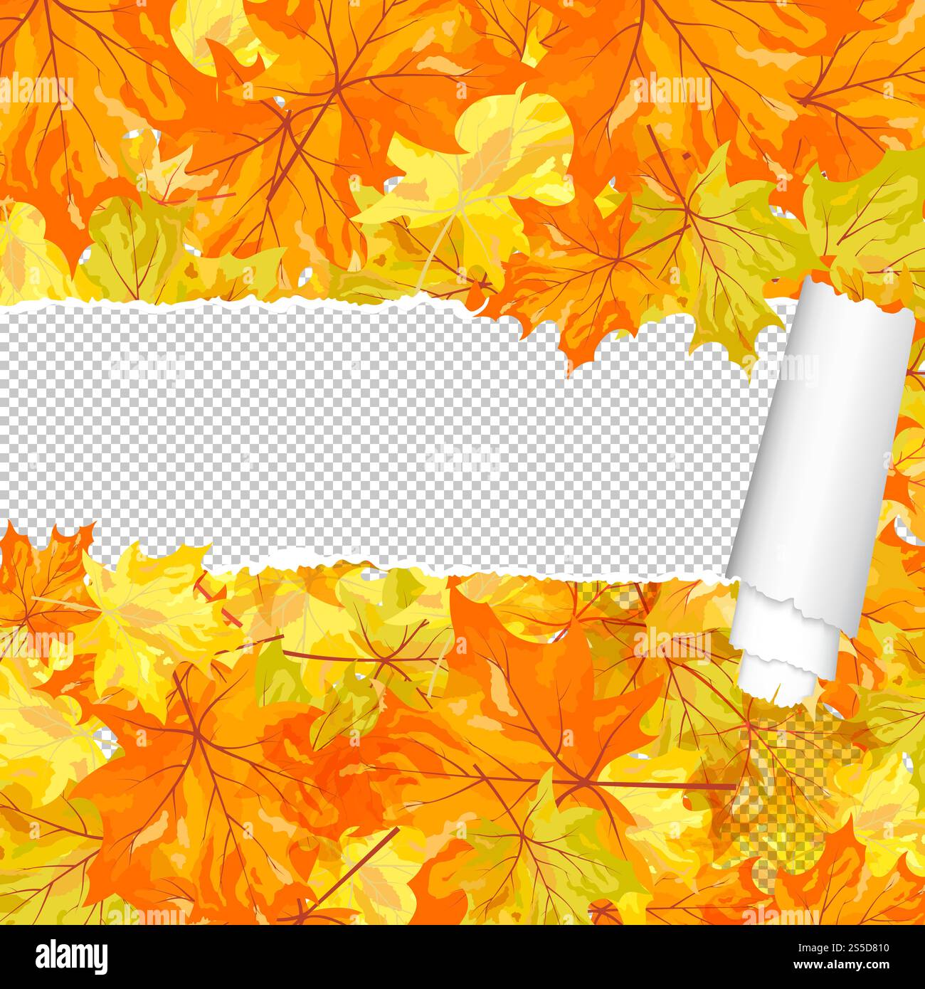Autumn Maple Seamless Pattern With Ripped Stripe. Transparency Grid ...