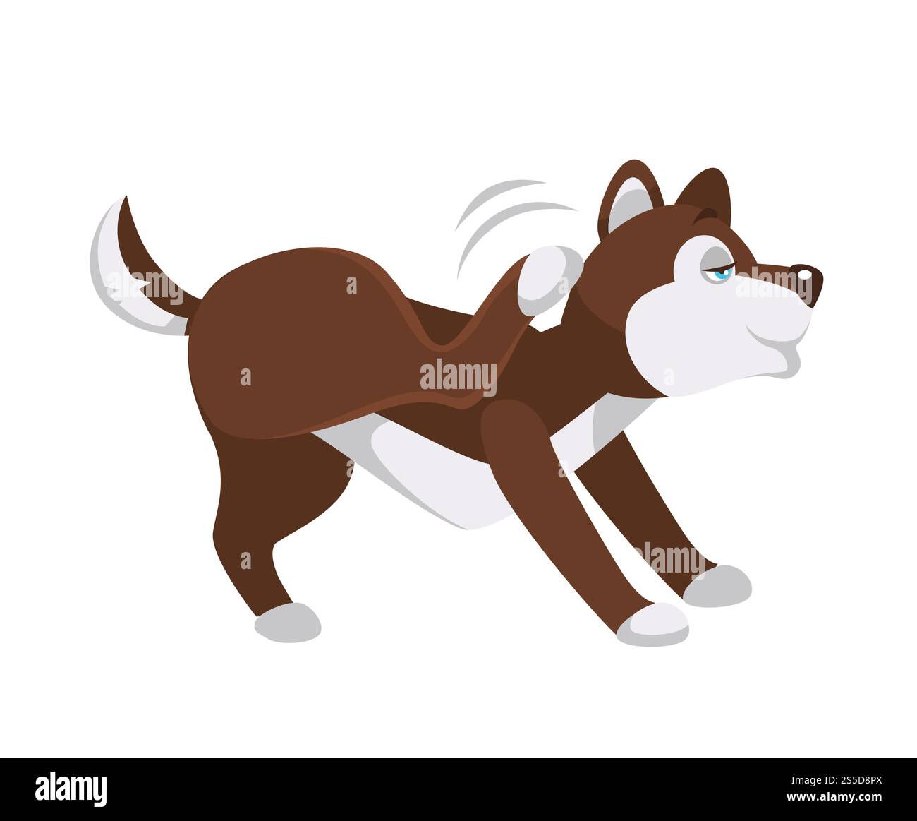 Husky dog scratches behind ear with hind leg. Domestic mammal does ...