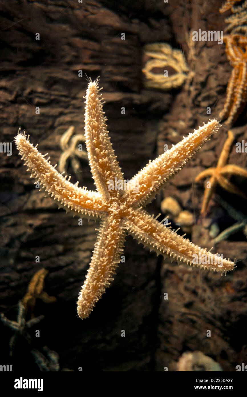 Starfish in ocean. Close up macro view. Starfish in ocean Stock Photo ...