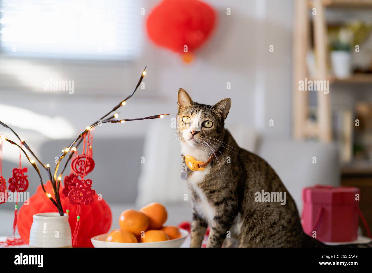Cat prepare Chinese New Year Celebrations at home. cute domestic ...
