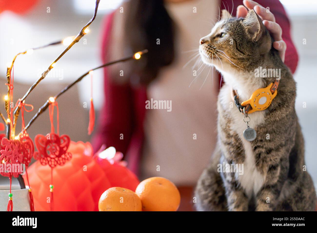 Cat prepare Chinese New Year Celebrations at home. cute domestic ...