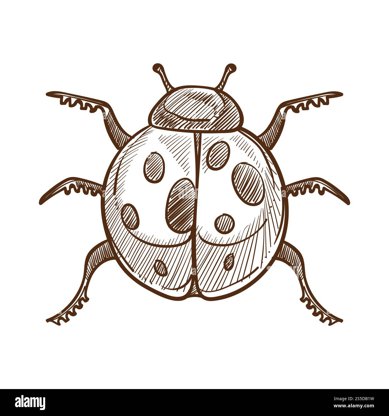 Ladybug monochrome sketch outline insect with wings having dotted ...