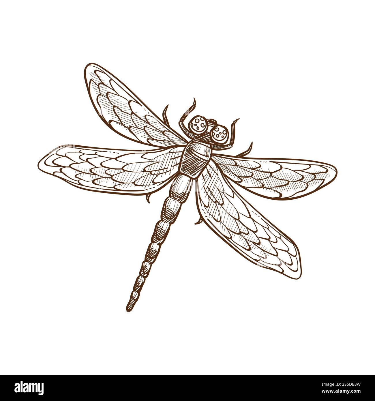 Dragonfly on rest Stock Vector Images - Alamy