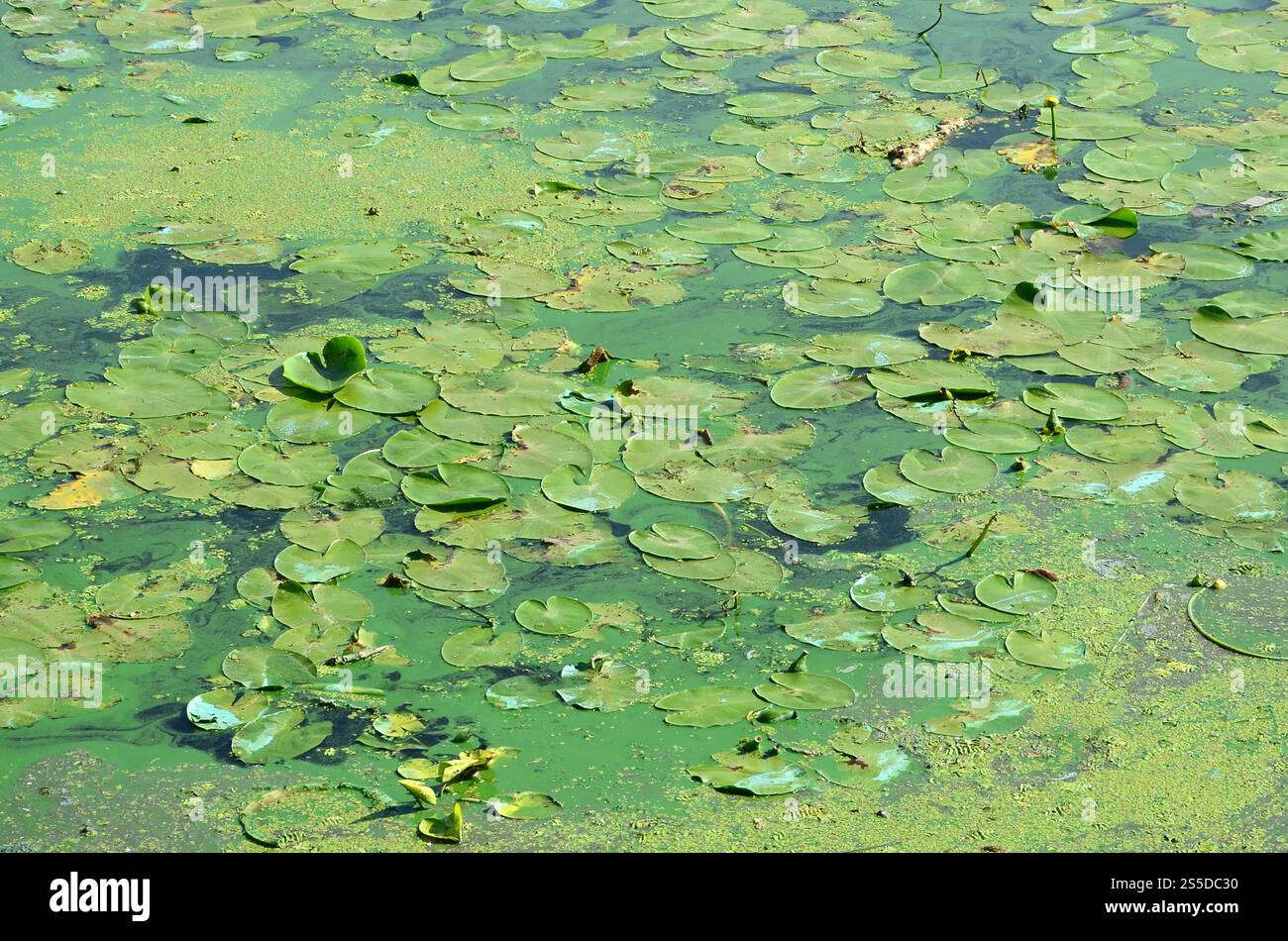 The surface of an old swamp covered with duckweed and lily leaves. Many ...
