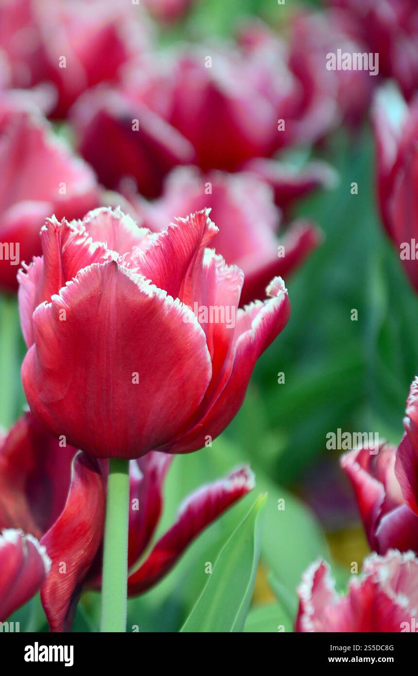 Picture of beautiful tulips on shallow deep of field. Purple field of ...