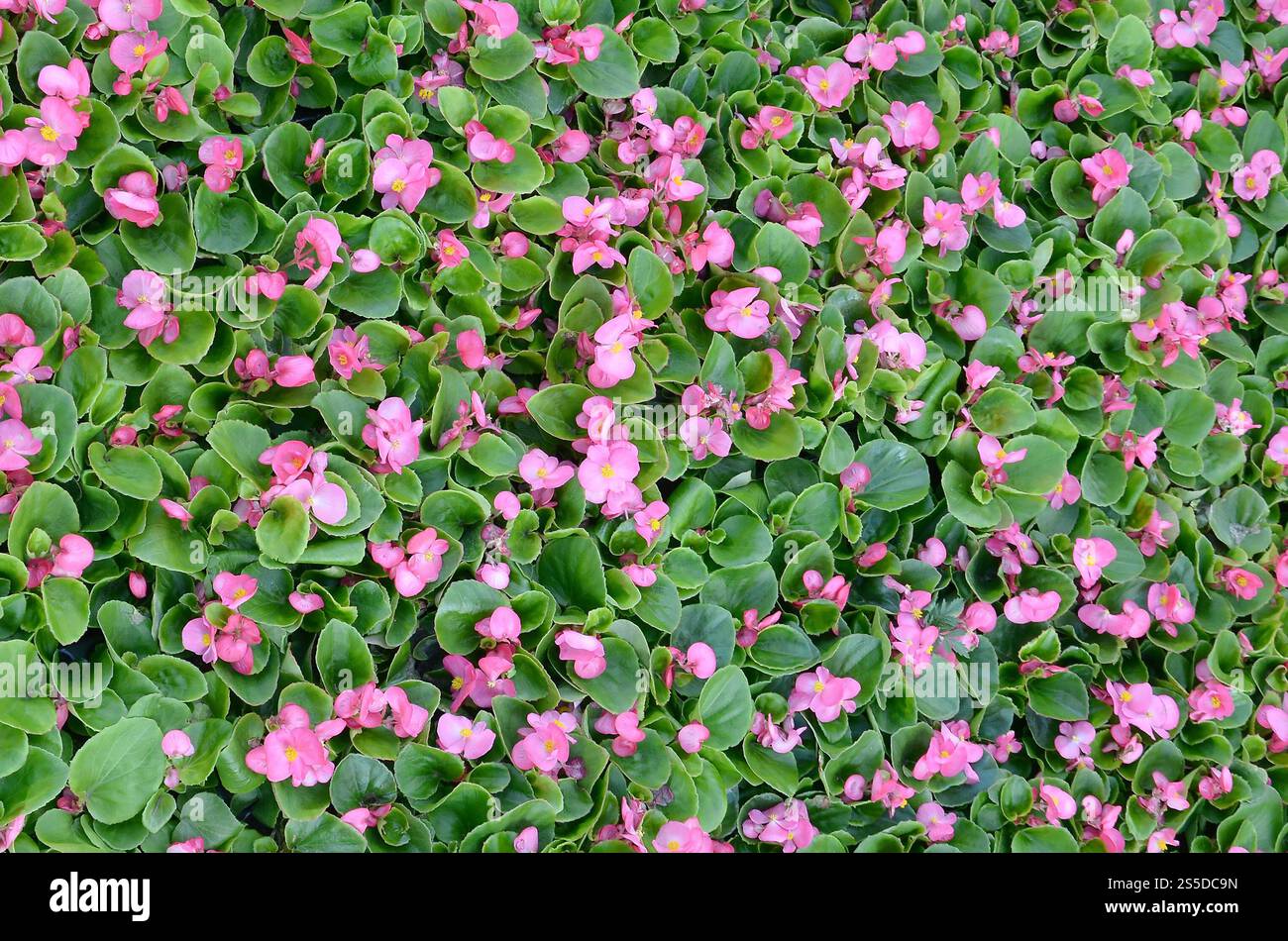 Cover photo of pink begonia flowers. Floral pattern. Flower background ...