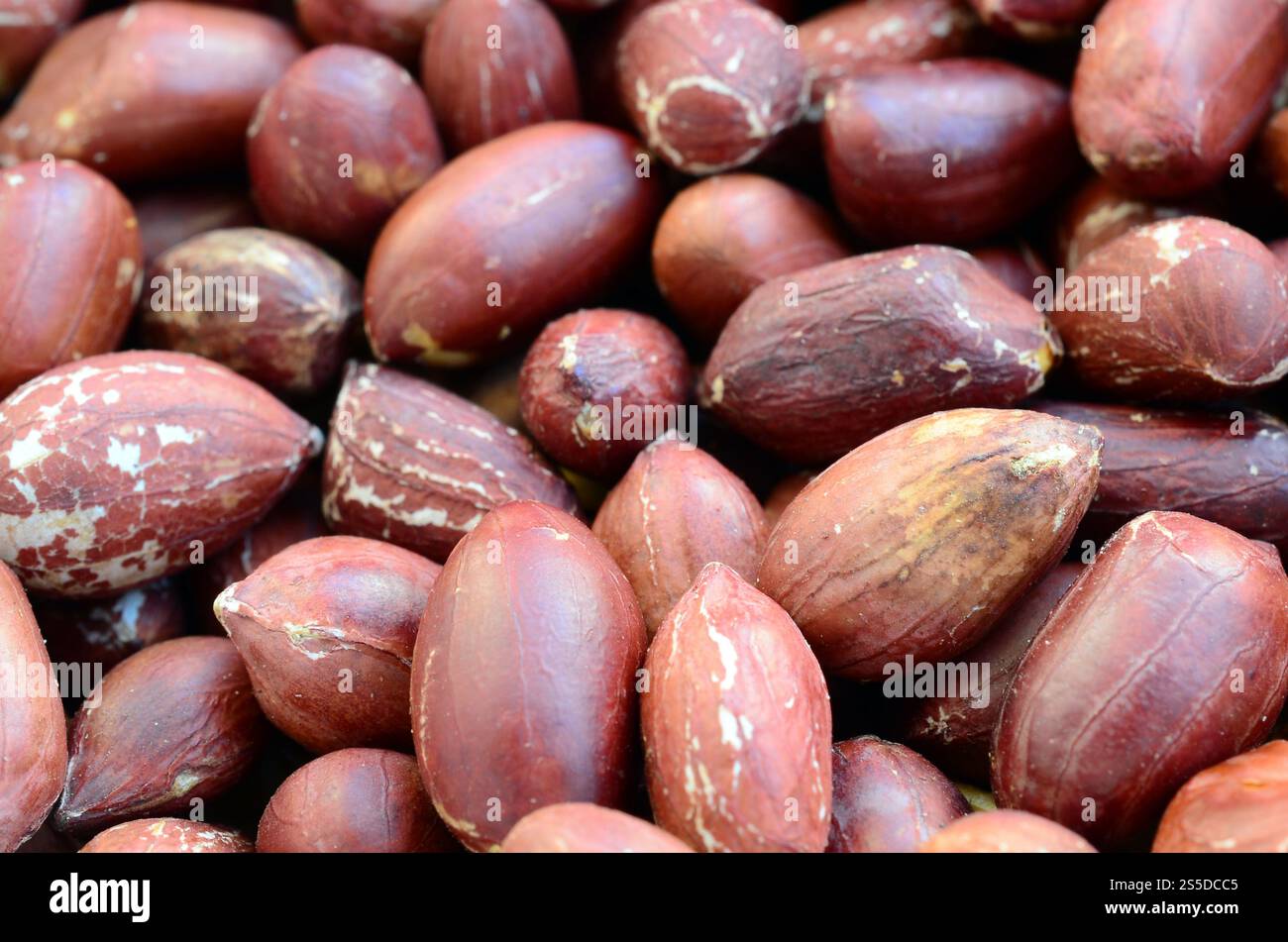 Peanut. A lot of small yellow nuts with brown peel. Background texture ...