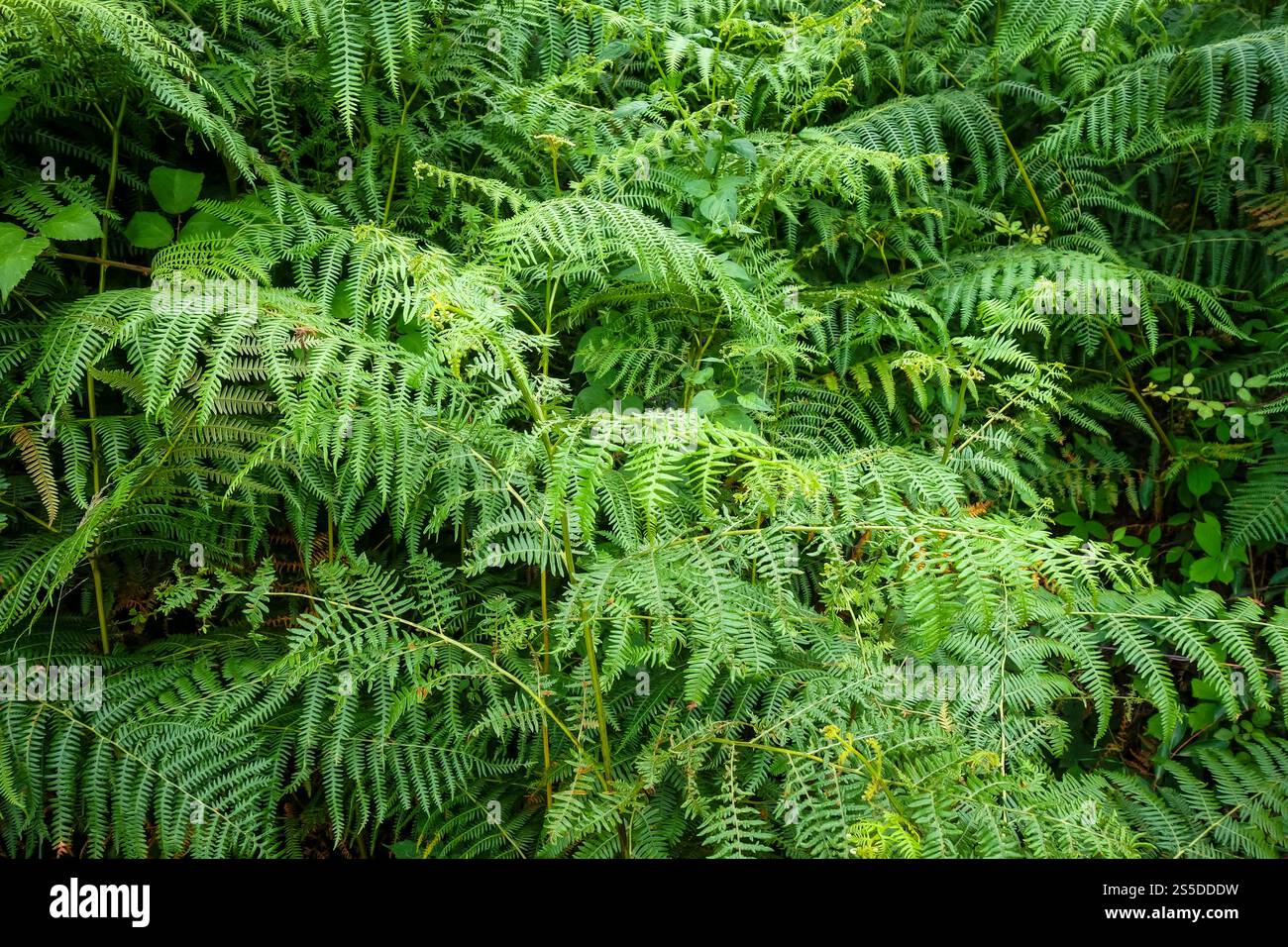 Fern leaves in a forest. Closeup view detail. Fern leaves in a forest ...