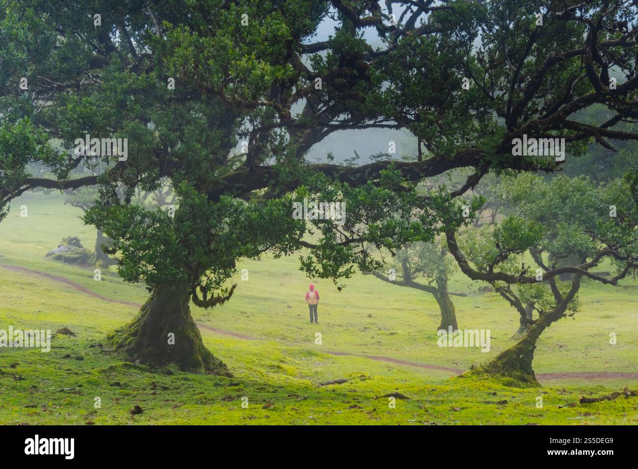 Fanal forest old mystical tree in Madeira island. Twisted trees in fog ...