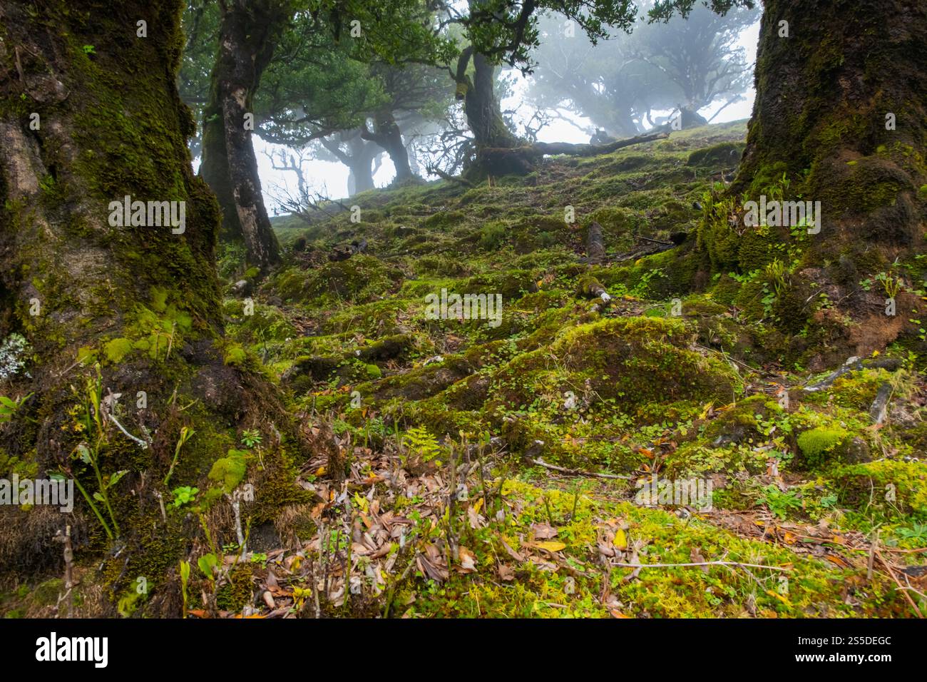 Twisted trees in the fog in Fanal Forest on the Portuguese island of ...