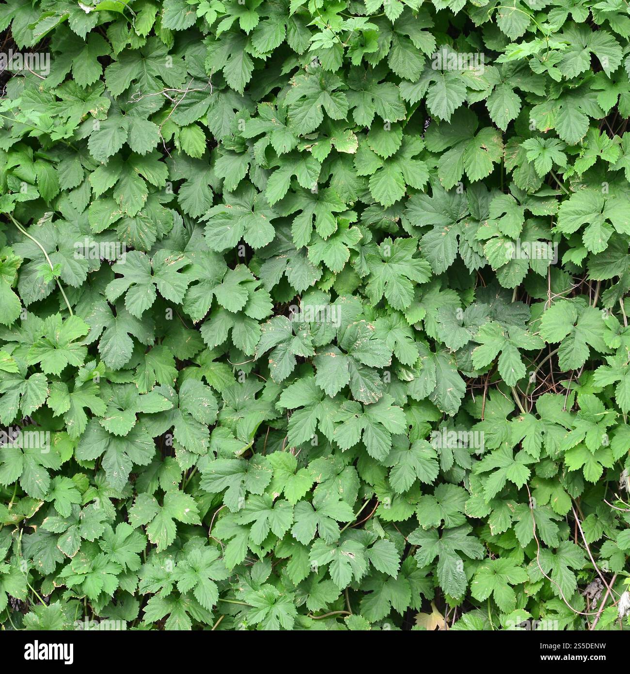 Green ivy grows along the beige wall of painted tiles. Texture of dense ...