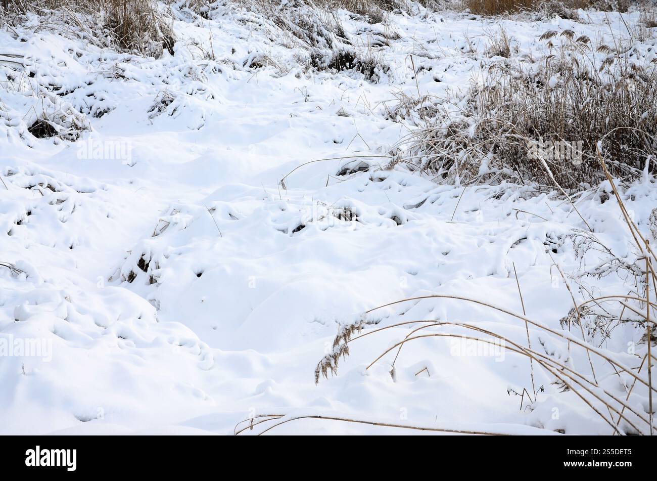Snow-covered wild swamp with a lot of yellow reeds, covered with a ...