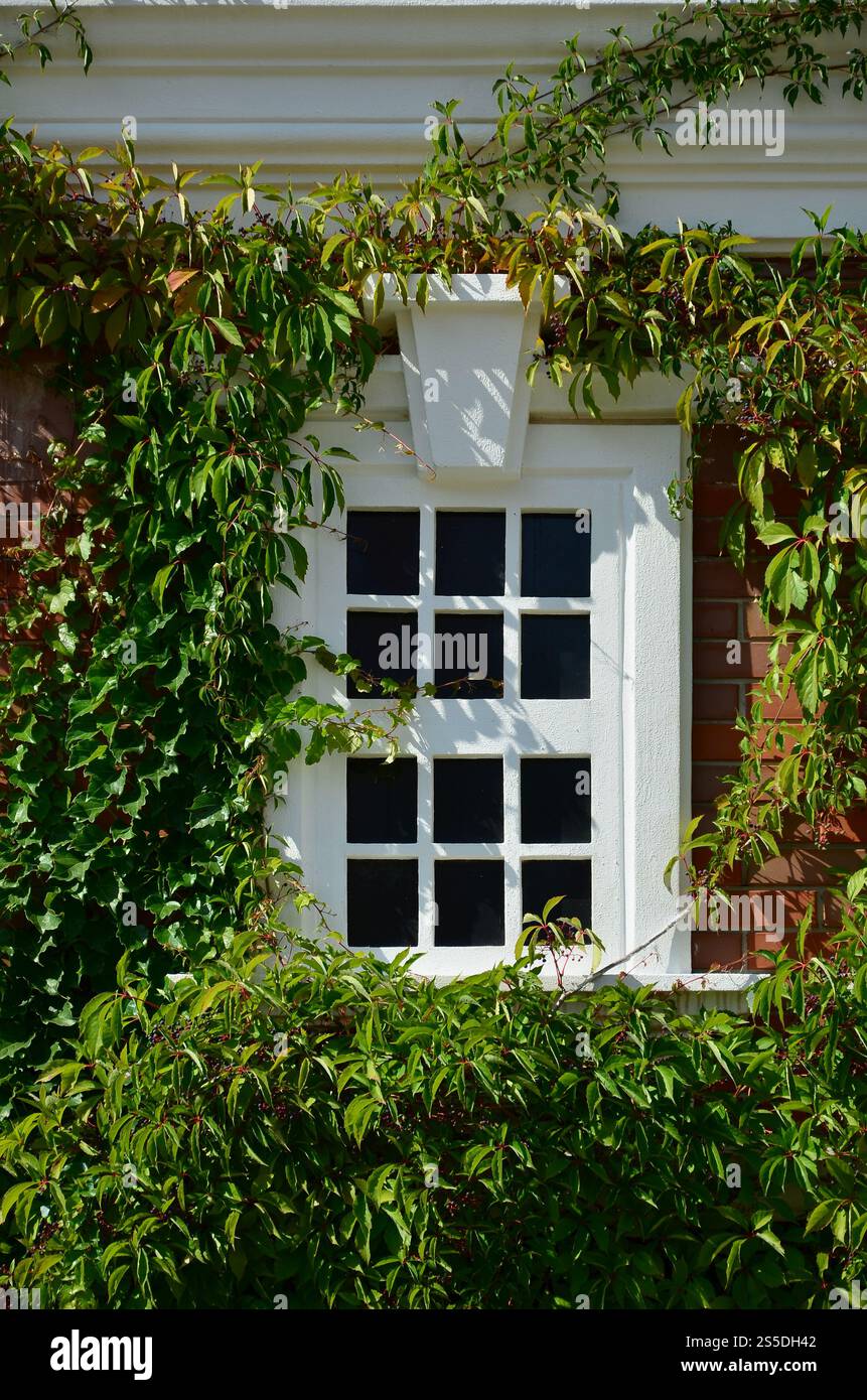 White window on green wall with climbing plant. Natural green leaf ...