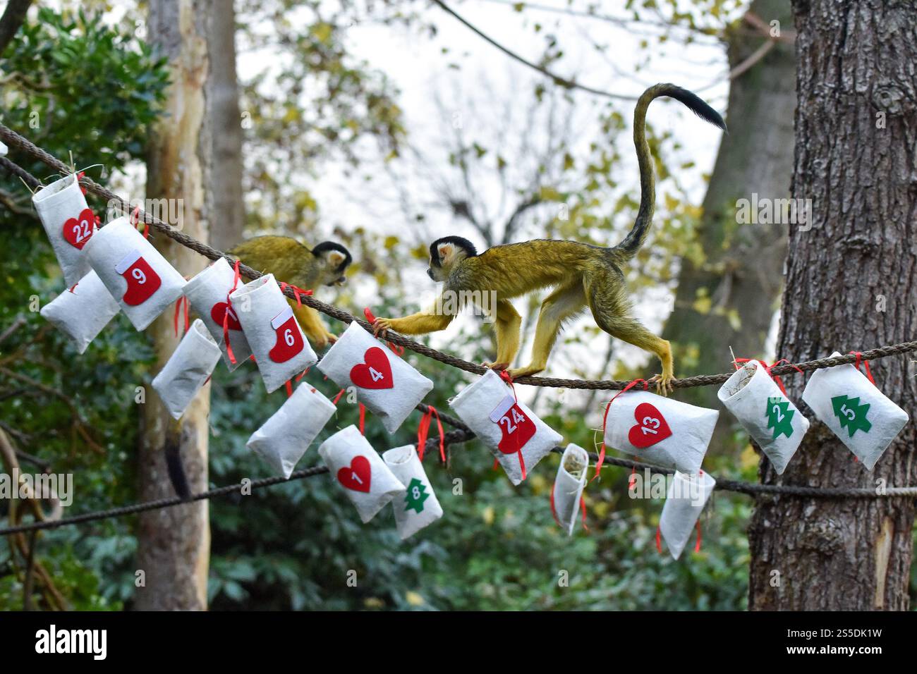 Bolivian black-capped Squirrel Monkeys enjoy the countdown to Christmas ...
