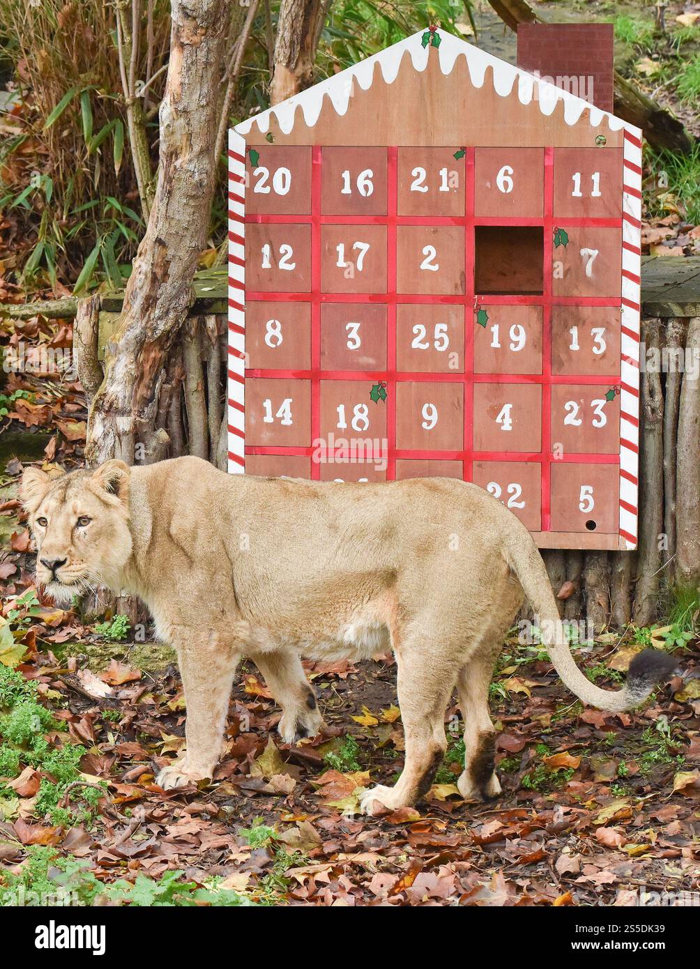 Asiatic lioness Arya enjoy the countdown to Christmas with advent ...