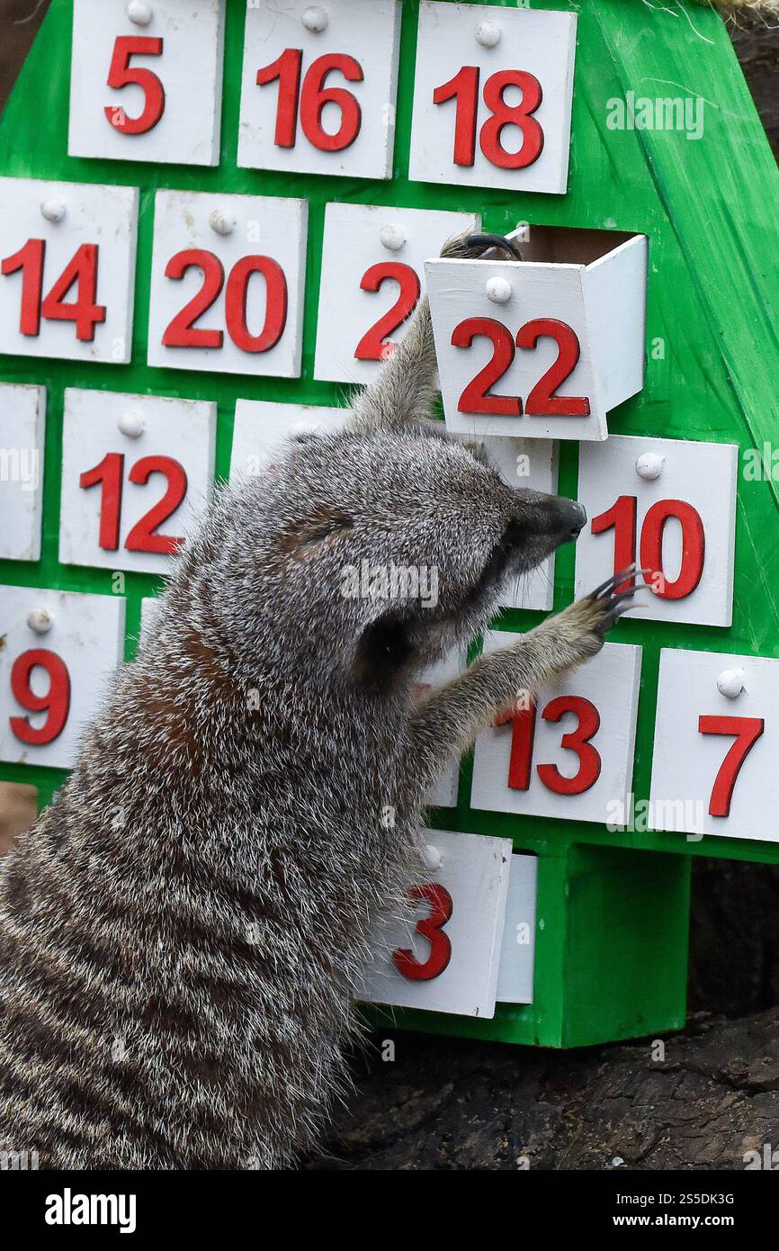 Meerkats enjoy the countdown to Christmas with advent calendars treats ...