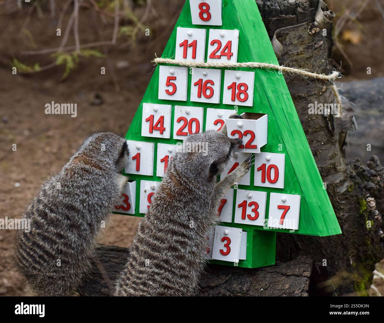 Meerkats enjoy the countdown to Christmas with advent calendars treats ...