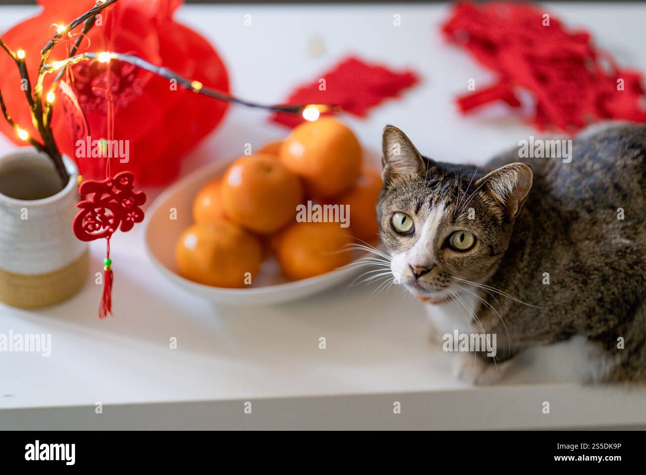 Cat prepare Chinese New Year Celebrations at home. cute domestic ...