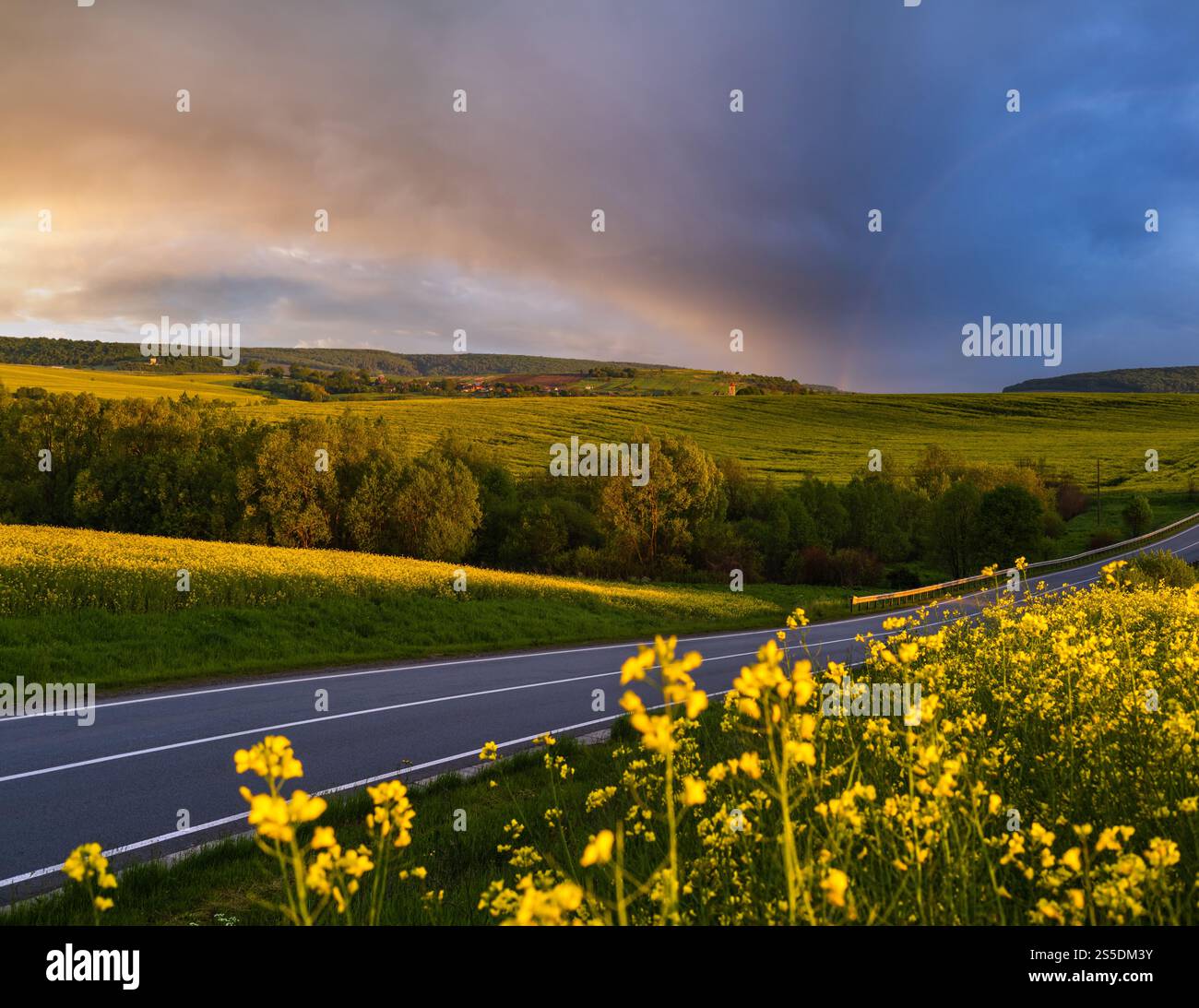 Road through spring evening rapeseed yellow blooming fields, sky with ...