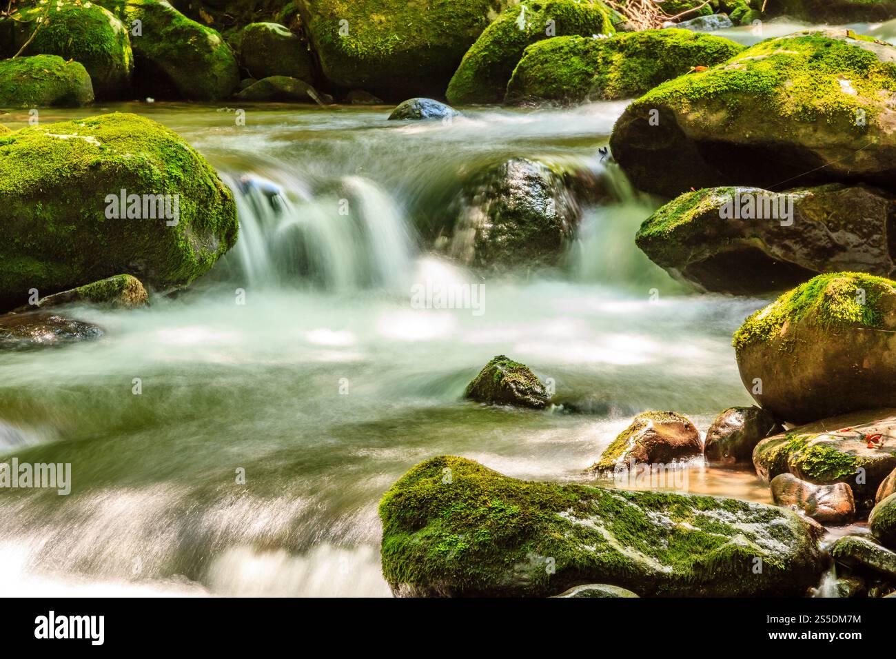 A stream of water flows over rocks and moss. The water is clear and the ...
