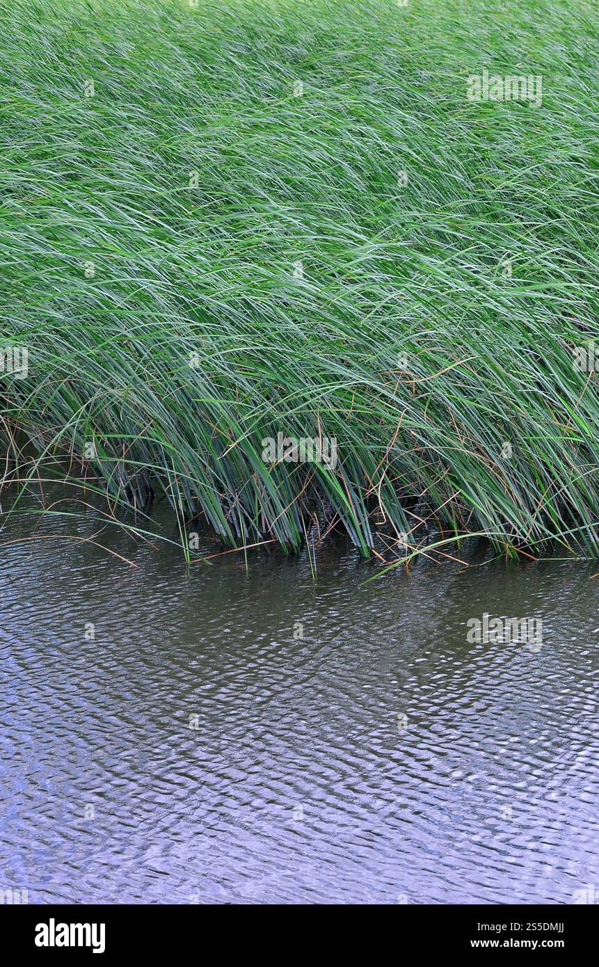 A lot of stems from green reeds grow from the river water. Unmatched ...