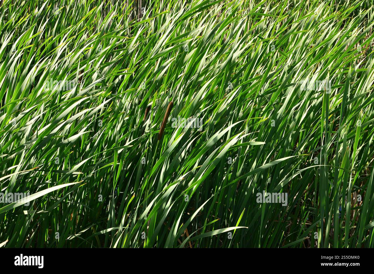A lot of stems from green reeds. Unmatched reeds with long stems Stock ...