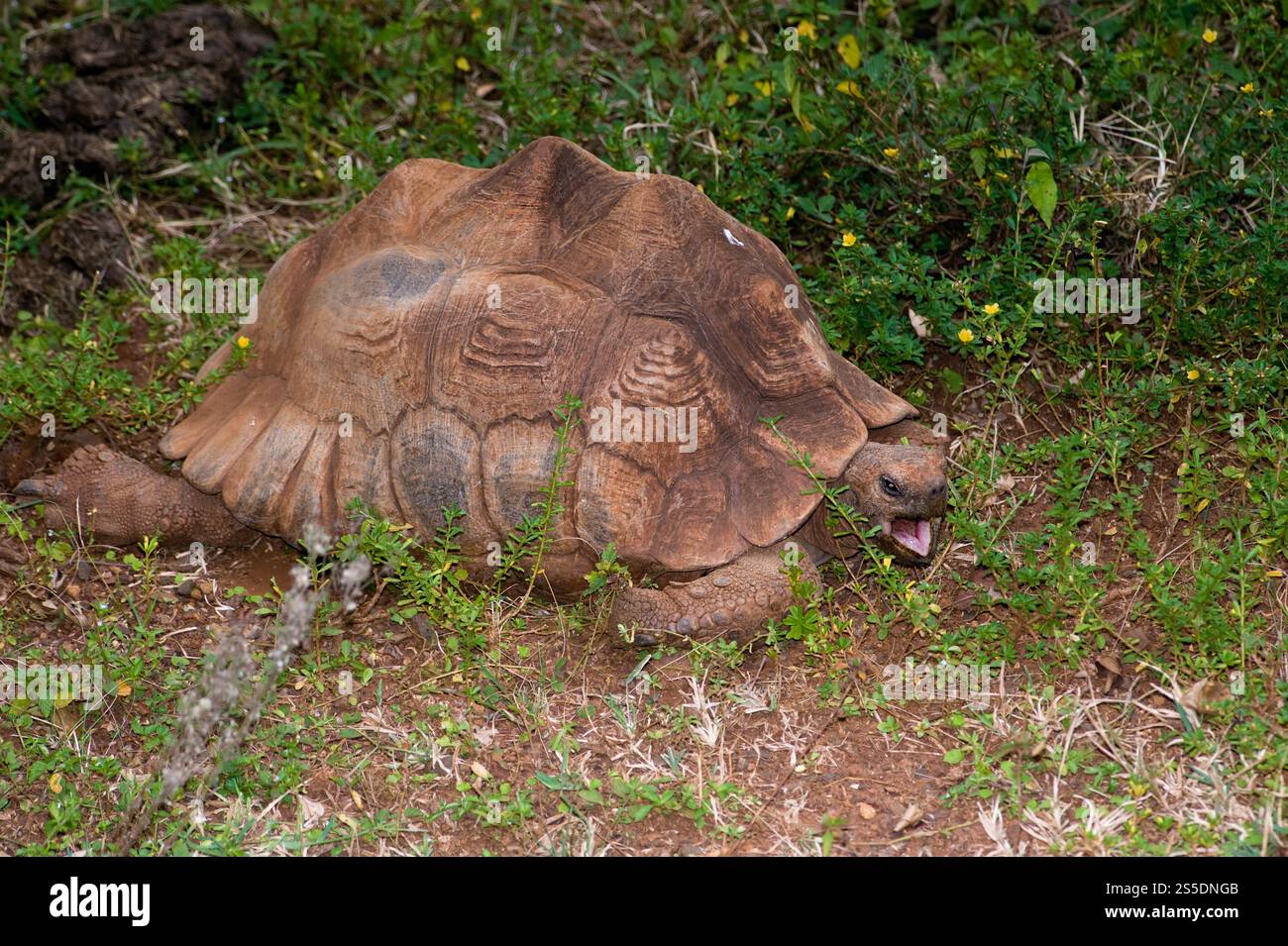 Leopard tortoise (Stigmochelys pardalis) from Nairobi Safari Walk ...