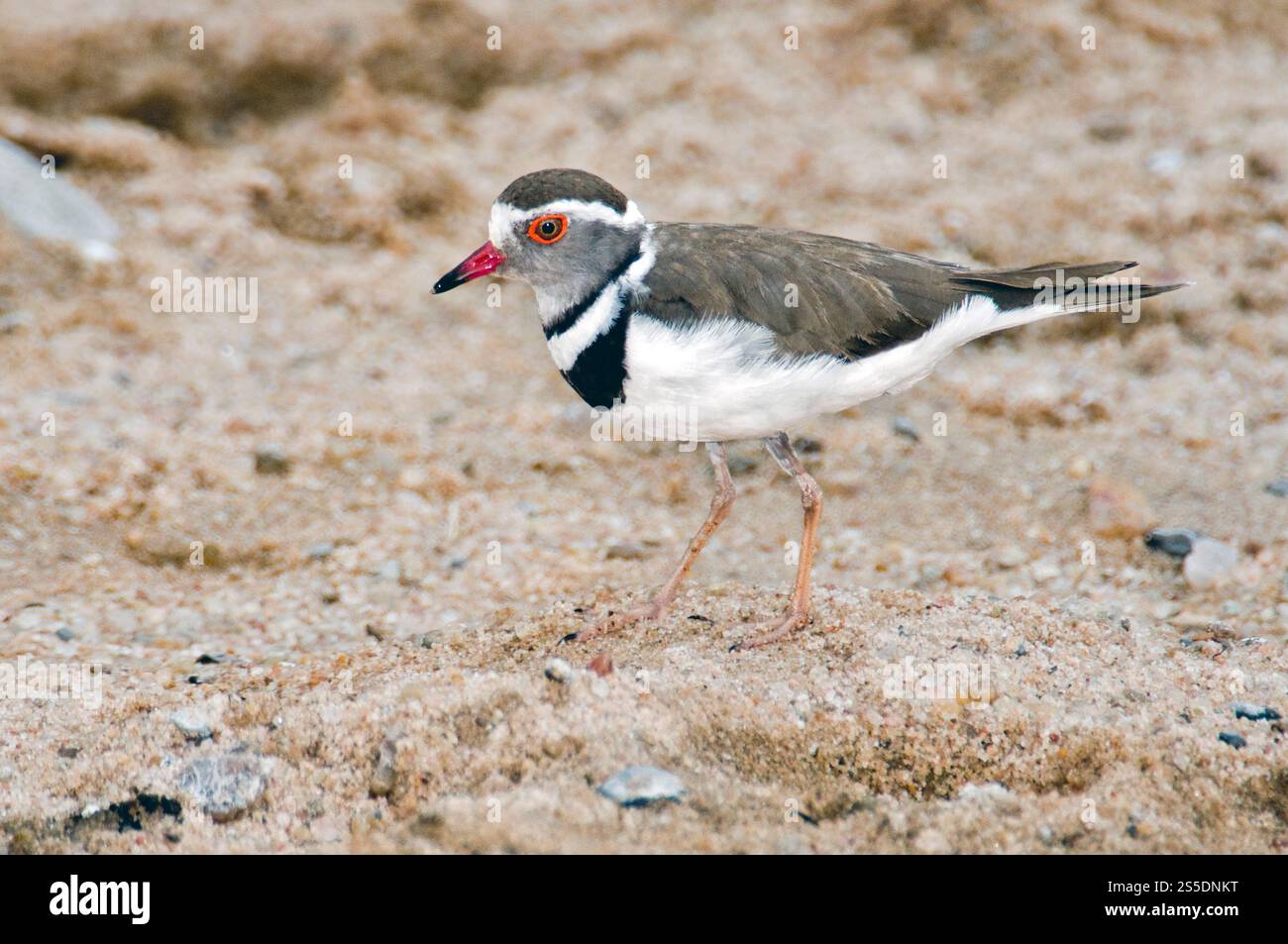 The three-banded Plover (Charadrius tricolaris) from Maasai Mara, Kenya ...