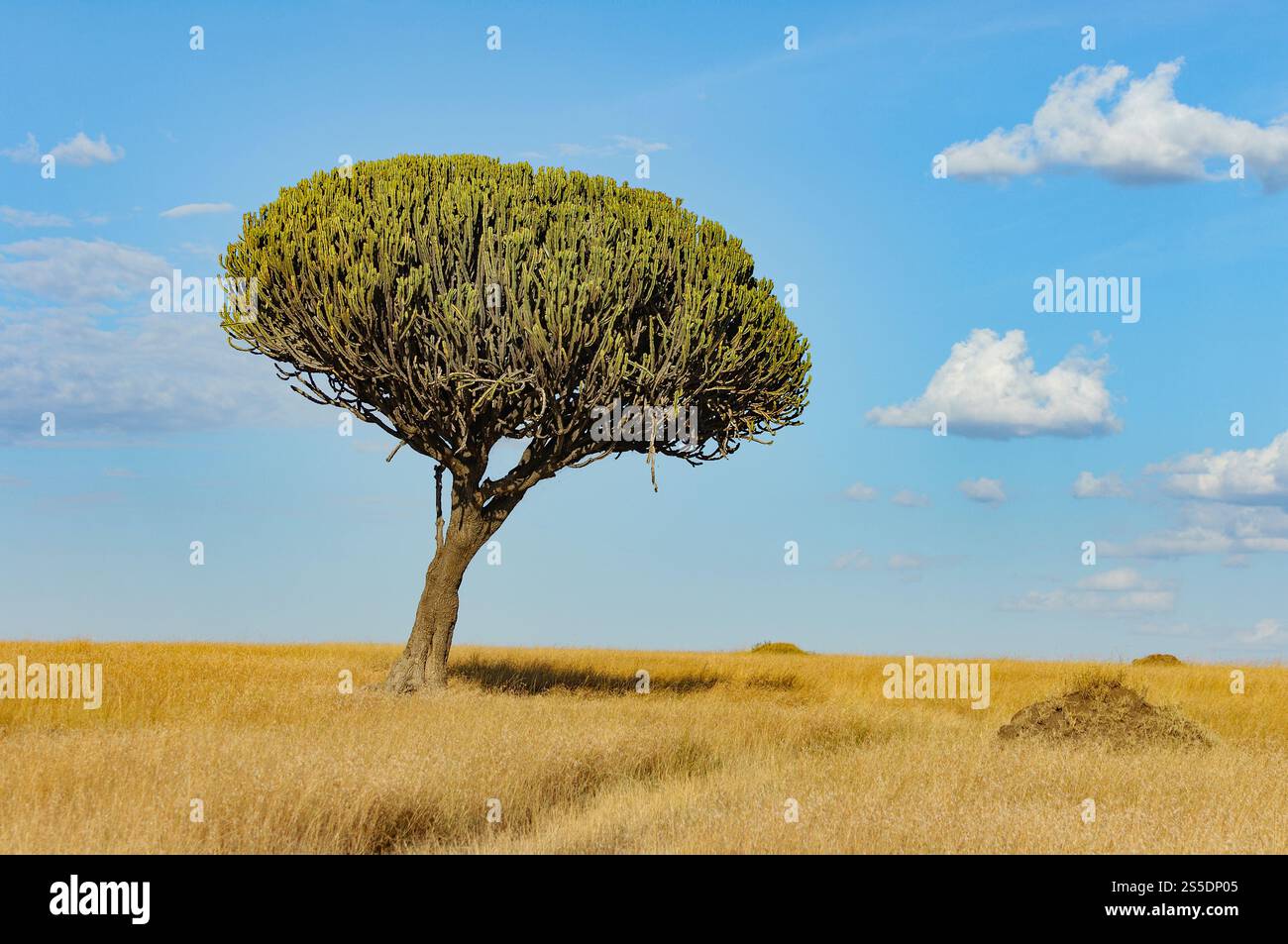 Candelabra tree (Euphorbia candelabrum) on the savanna of Maasai Mara ...