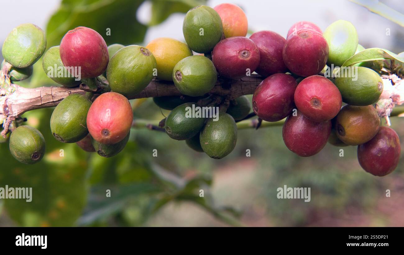 Fruits of Arabian coffee (Coffea arabica) from central Kenya Stock ...